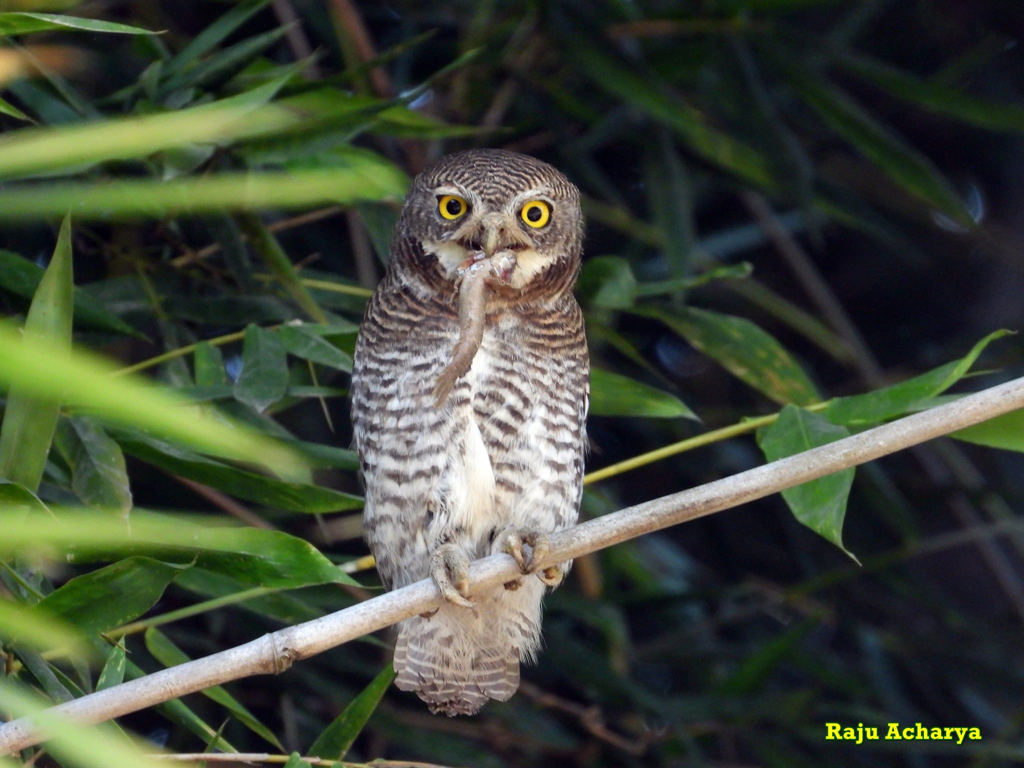 Friends of Nature (FON) Nepal
