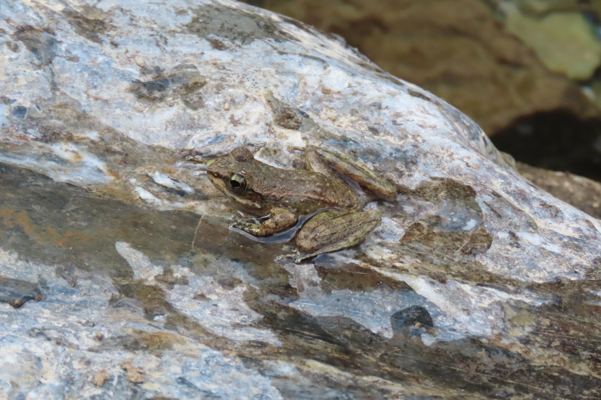 Friends of Nature (FON) Nepal